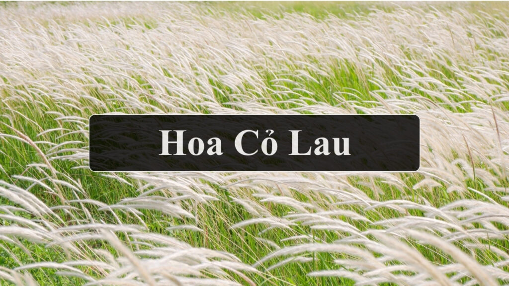 Ý nghĩa hoa cỏ lau và những cánh đồng hoa cỏ lau đẹp nhất
