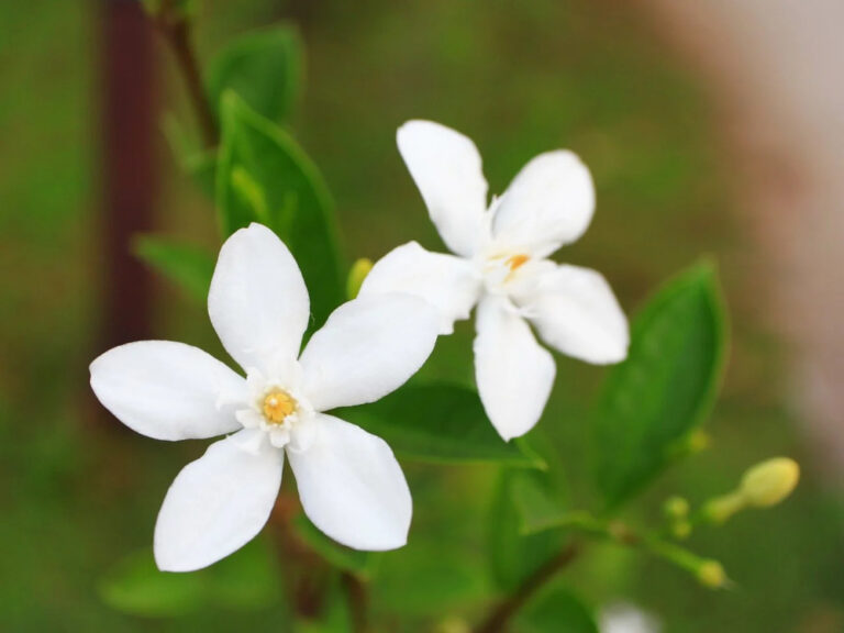 Hoa nhài (Hoa lài): Đặc điểm, ý nghĩa, cách cắm hoa nhài đẹp