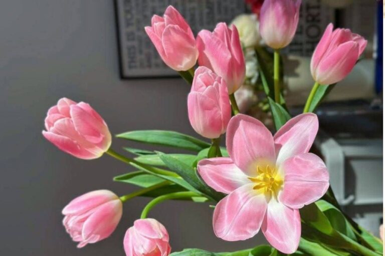 Hoa tulip hồng: Ý nghĩa, nguồn gốc và khi nào nên tặng?