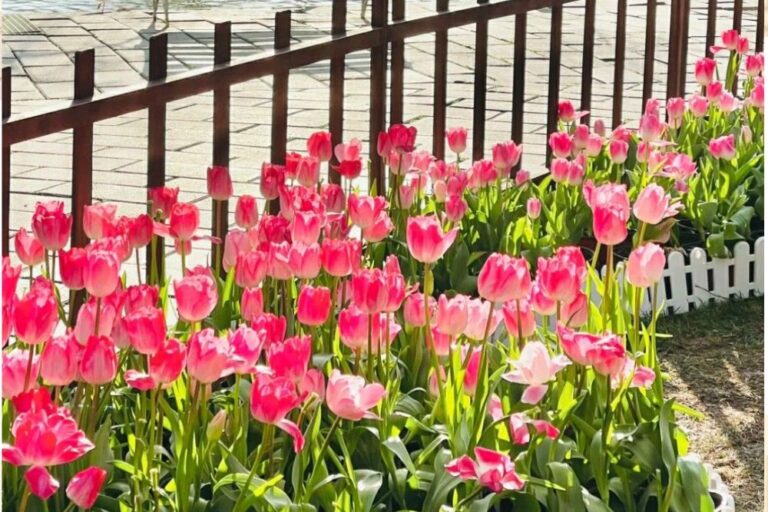 Hoa tulip hồng: Ý nghĩa, nguồn gốc và khi nào nên tặng?