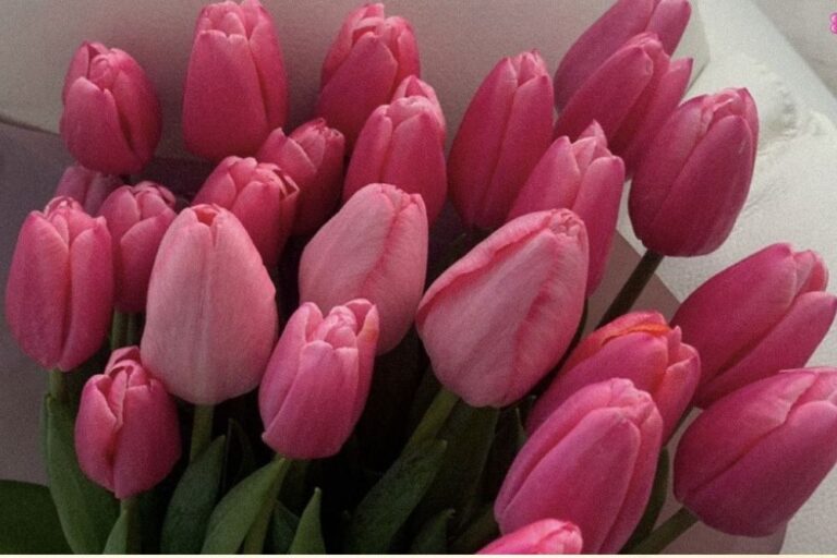 Hoa tulip hồng: Ý nghĩa, nguồn gốc và khi nào nên tặng?