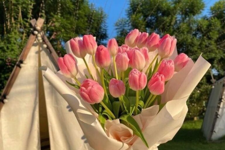 Hoa tulip hồng: Ý nghĩa, nguồn gốc và khi nào nên tặng?